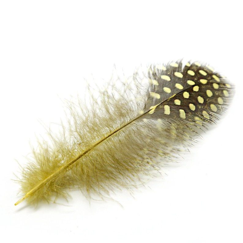 50 Pcs Choice of Polka Dot Feathers, Guinea Hen Polka Dot Plumage ...