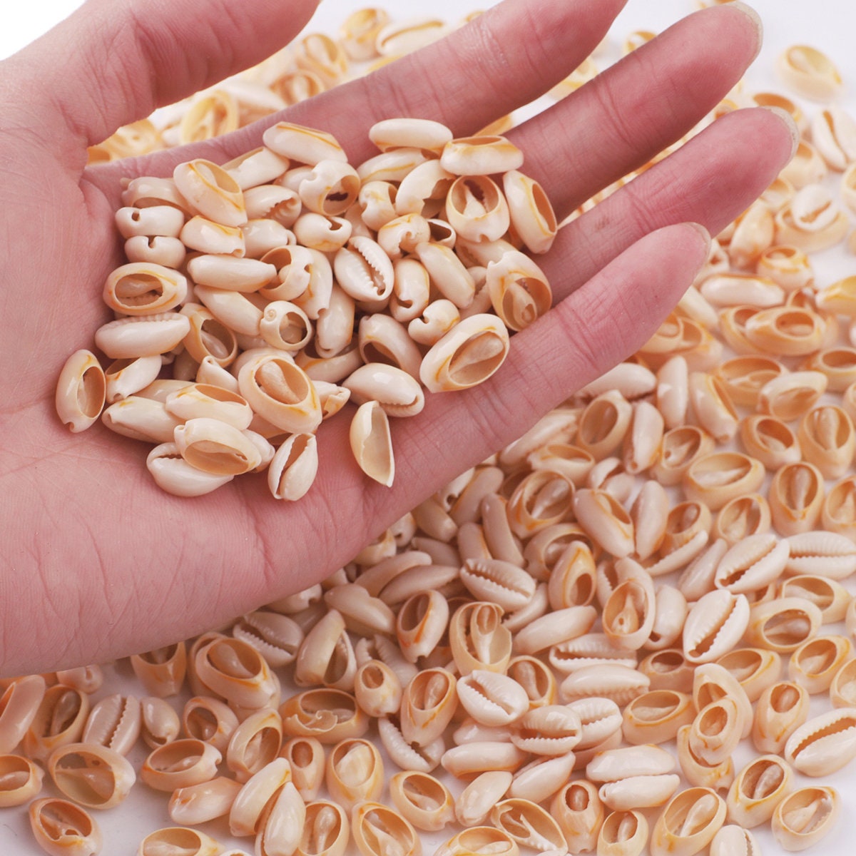 4 SIZES Natural Cowrie Shells Natural Sea Shells Kauri | Etsy