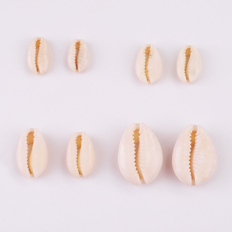 4 TAILLES Coquilles naturelles cowrie - Coquillages naturels ...