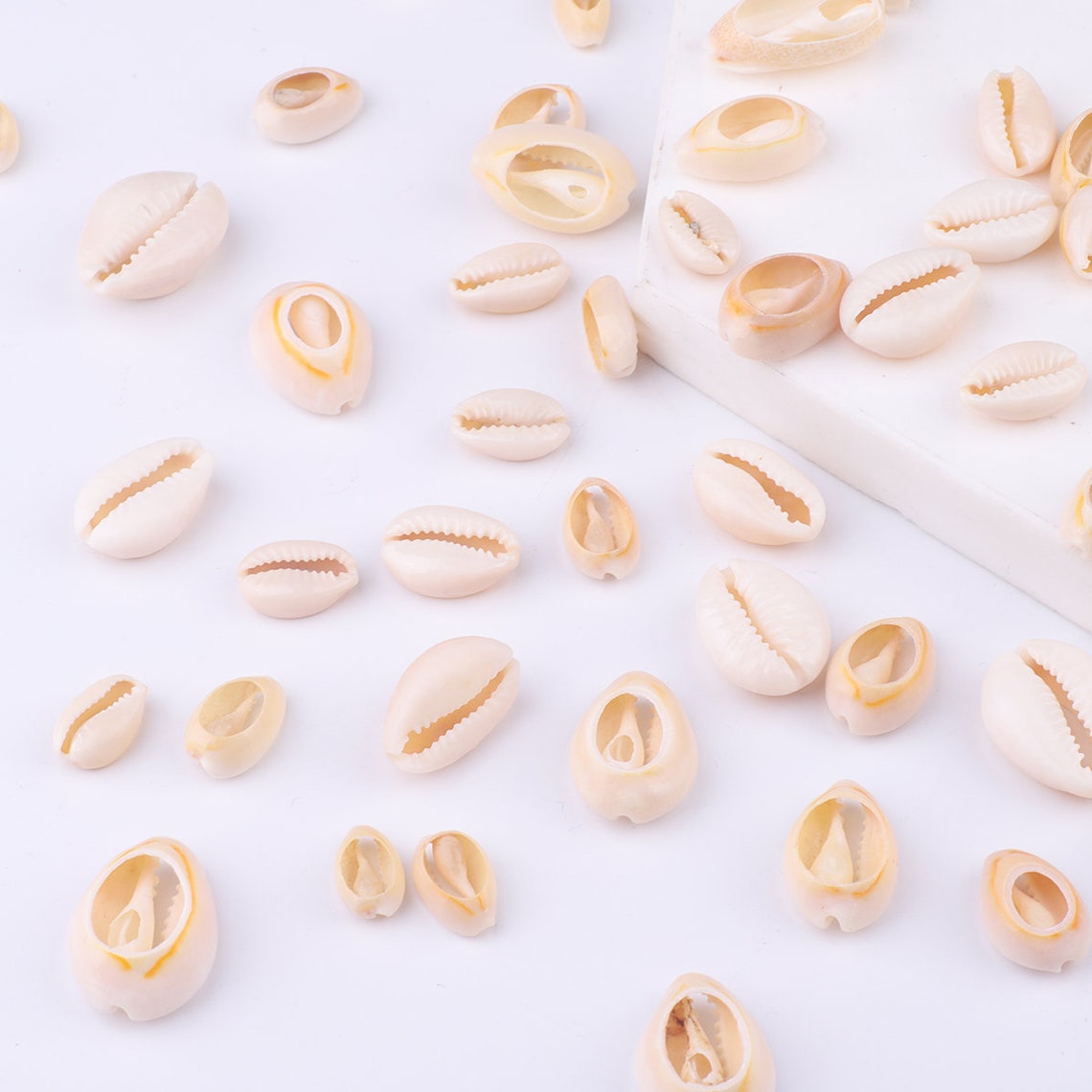 4 SIZES Natural Cowrie Shells - Natural Sea Shells - Kauri Shells ...