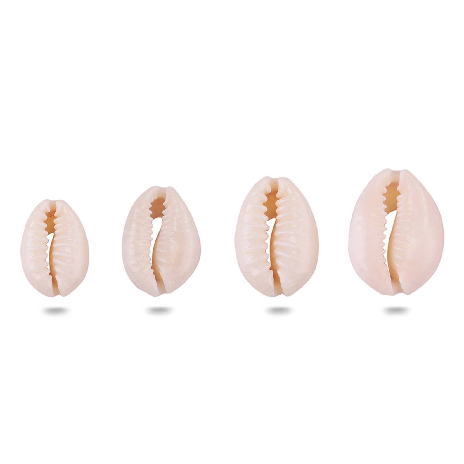 4 SIZES Natural Cowrie Shells Natural Sea Shells Kauri | Etsy