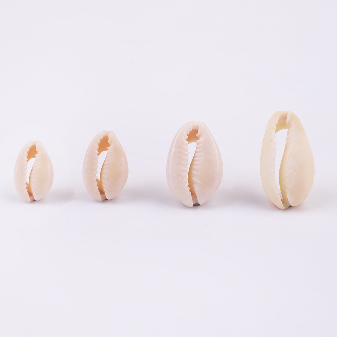 4 SIZES Natural Cowrie Shells Natural Sea Shells Kauri | Etsy