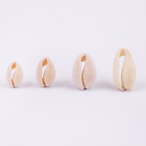 4 TAILLES Coquilles naturelles cowrie - Coquillages naturels ...
