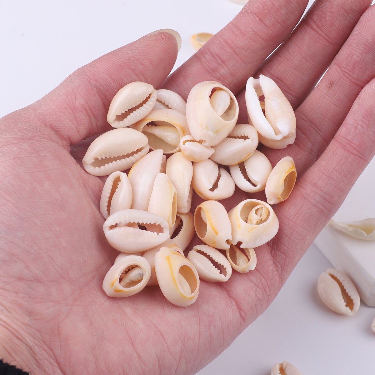 4 SIZES Natural Cowrie Shells Natural Sea Shells Kauri | Etsy