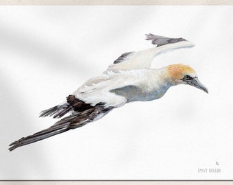 Limited Print Run - Etsy