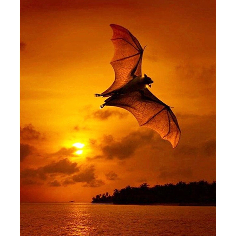 5D DIY Diamond Painting Kit Full Drill Bat Animal Square Round ...