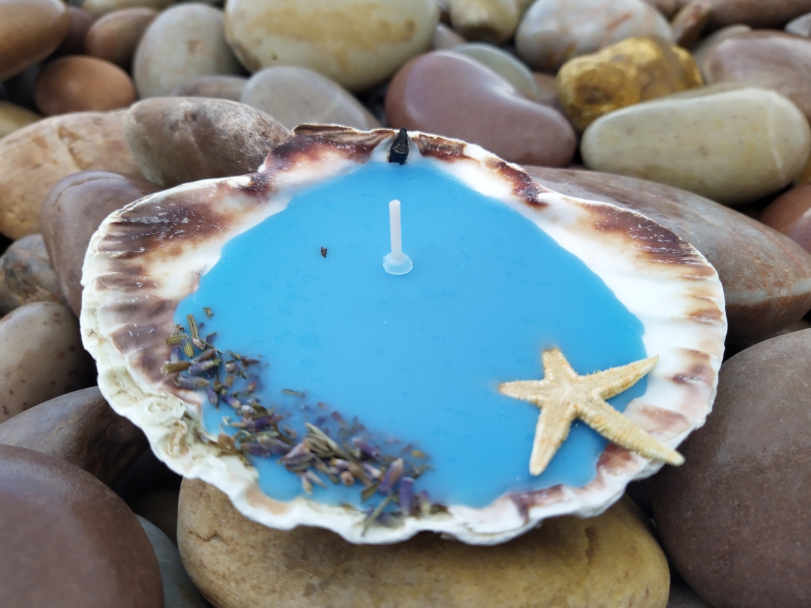 Sea shell candles. Natural candles. | Etsy