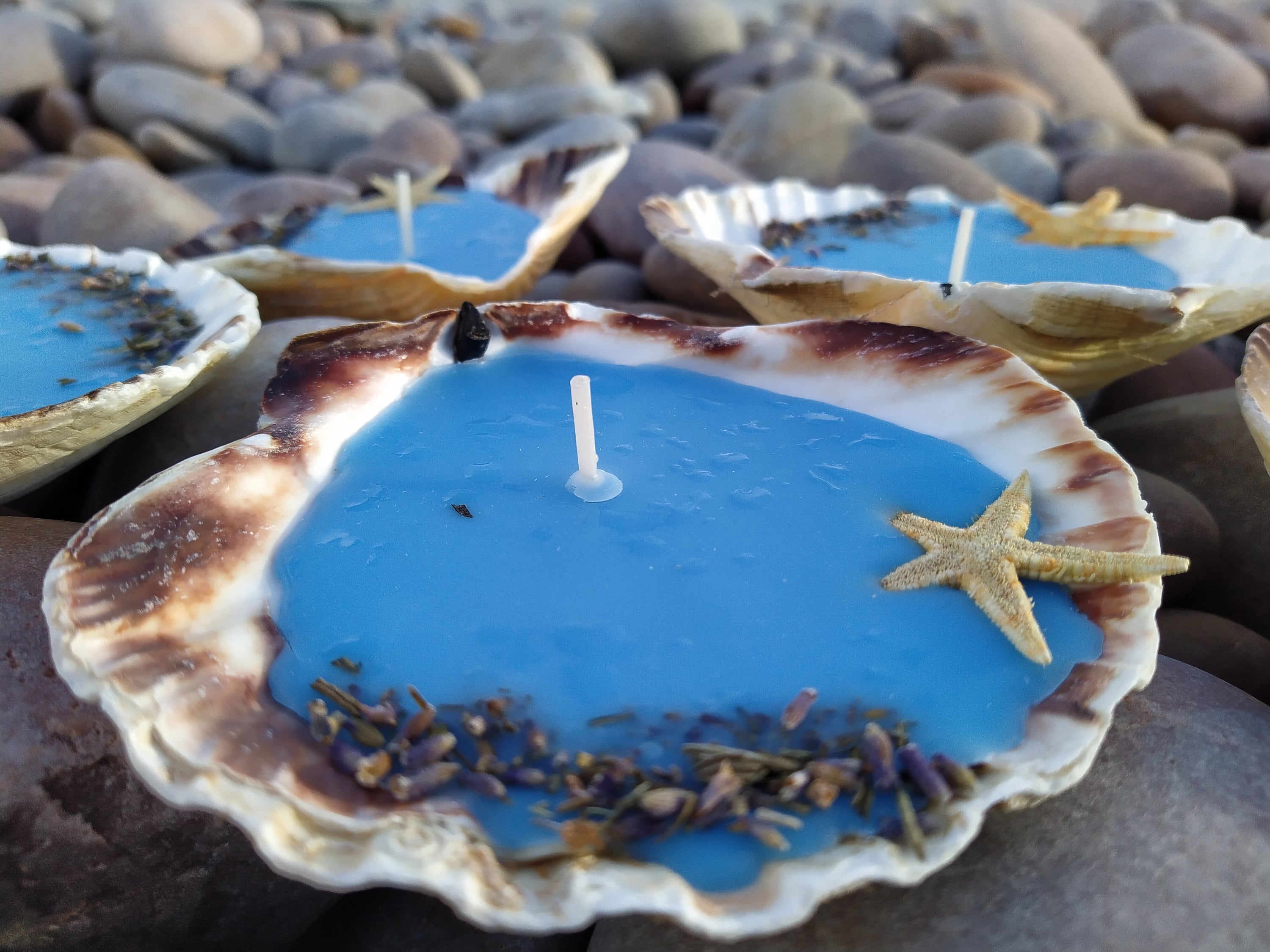 Sea shell candles. Natural candles. | Etsy