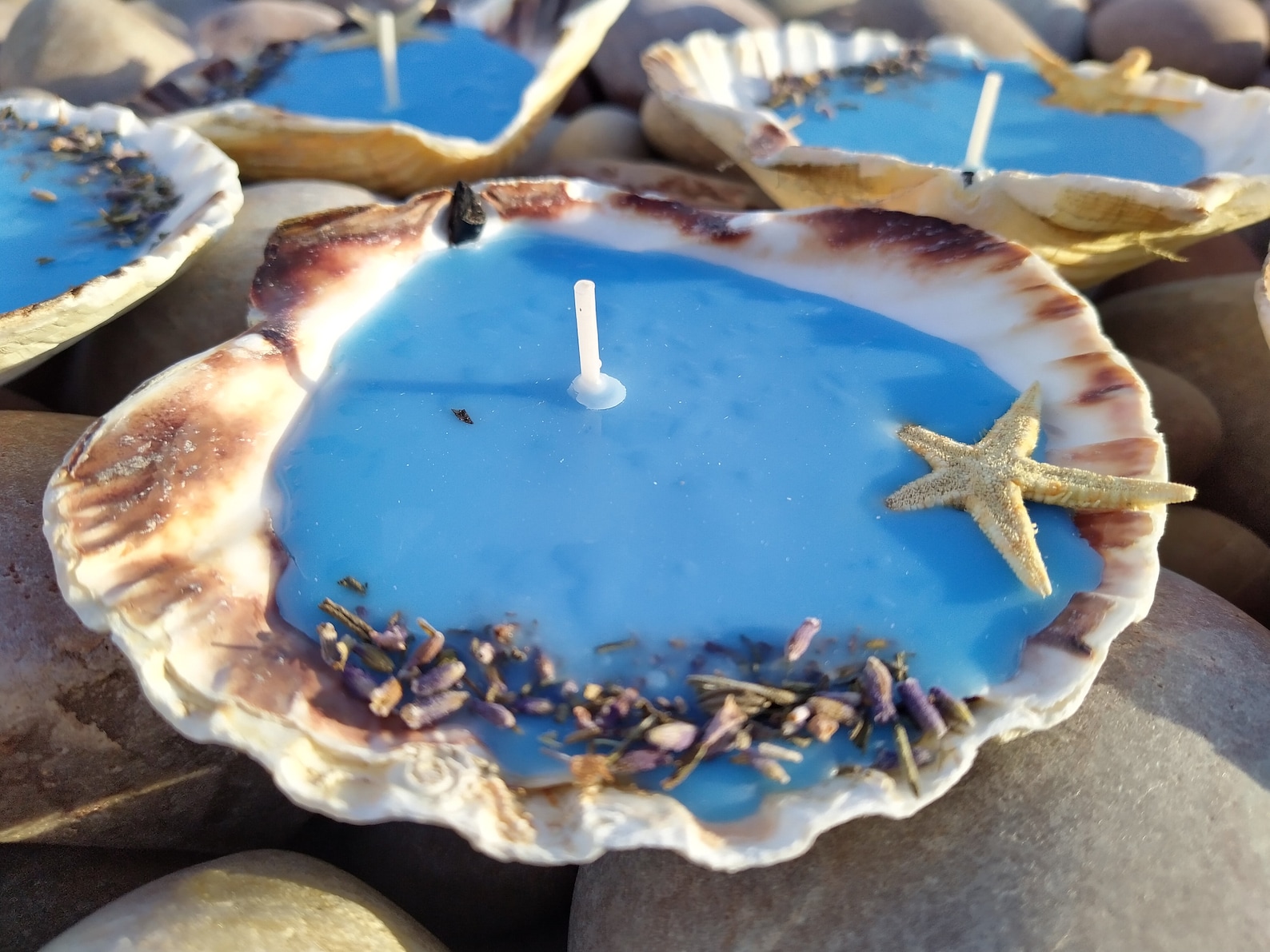 Sea shell candles. Natural candles. | Etsy