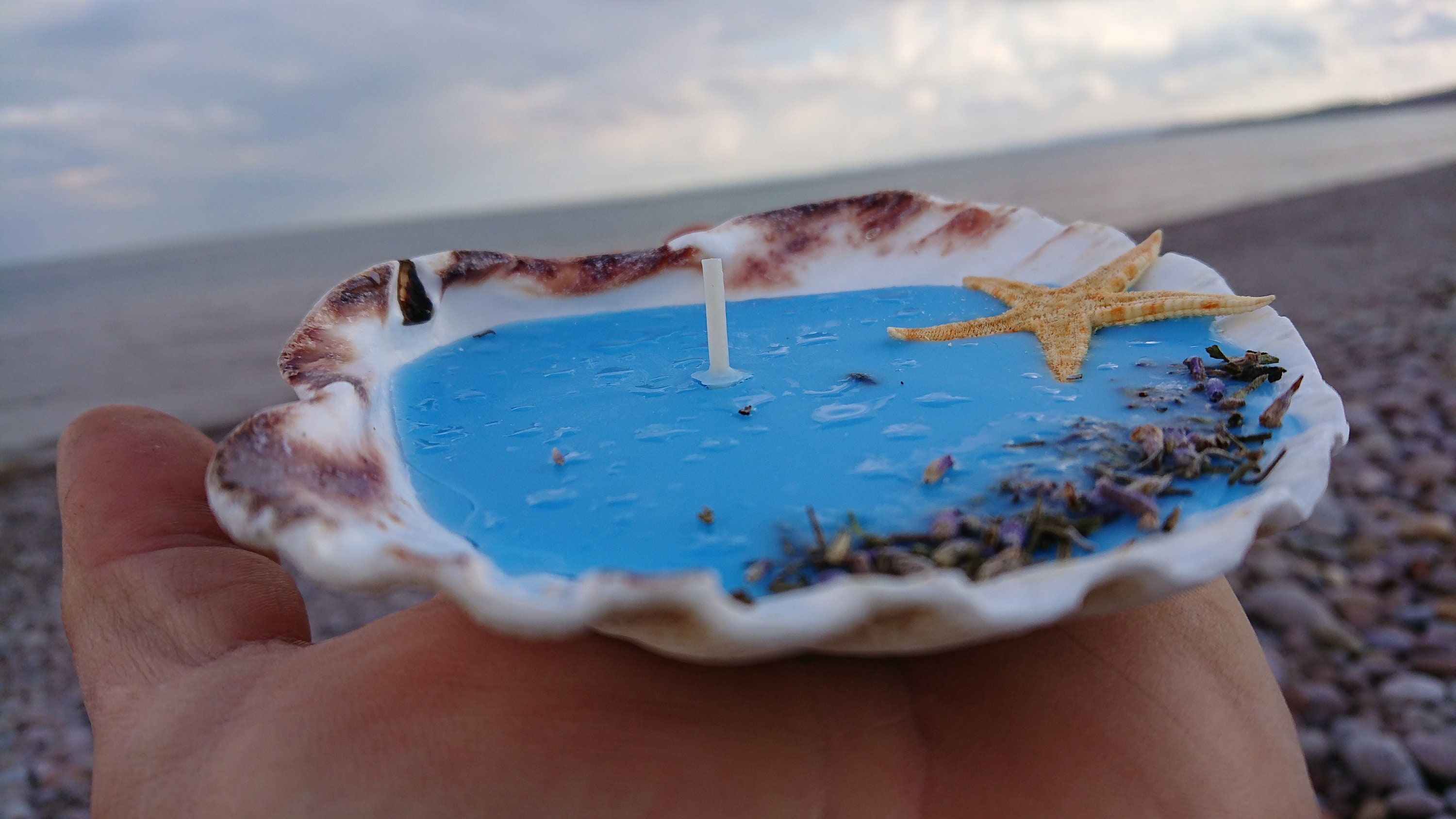 Sea shell candles. Natural candles. | Etsy