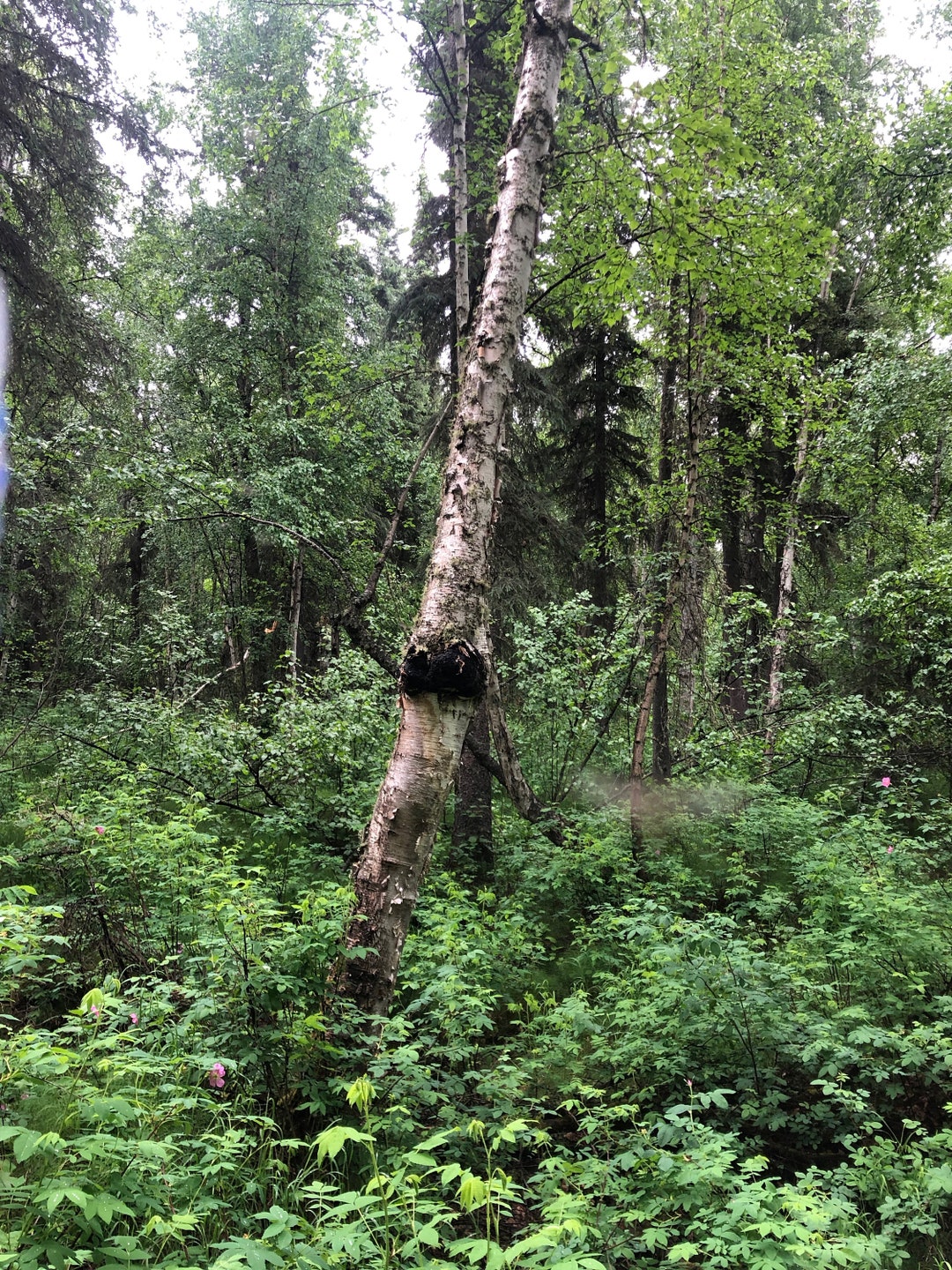 Pick Your Own Chaga, Excursion and Video - Etsy