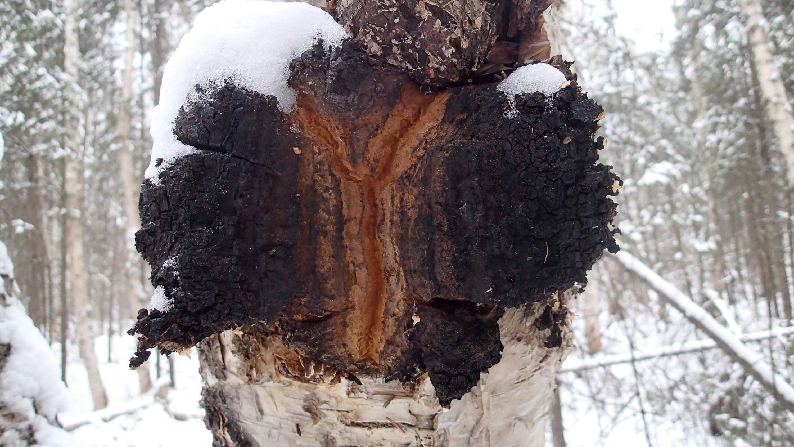 Alaskan Chaga Chunks - Etsy
