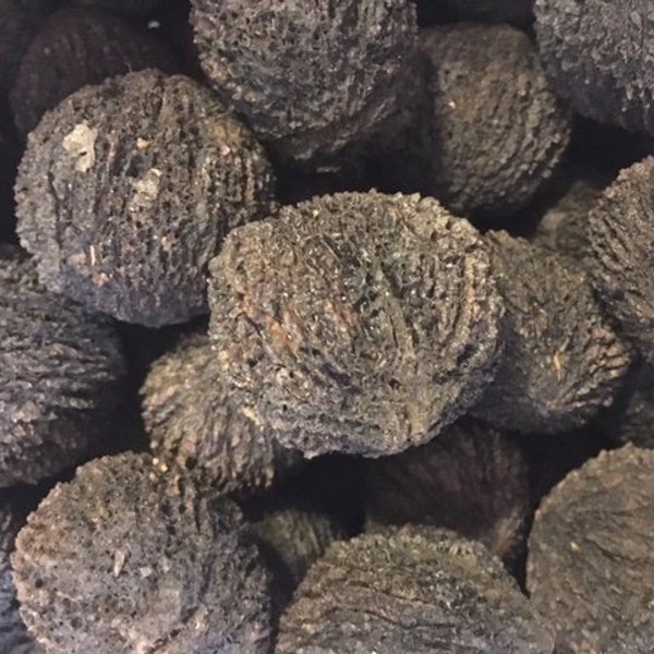 Black Walnut Shells - Etsy