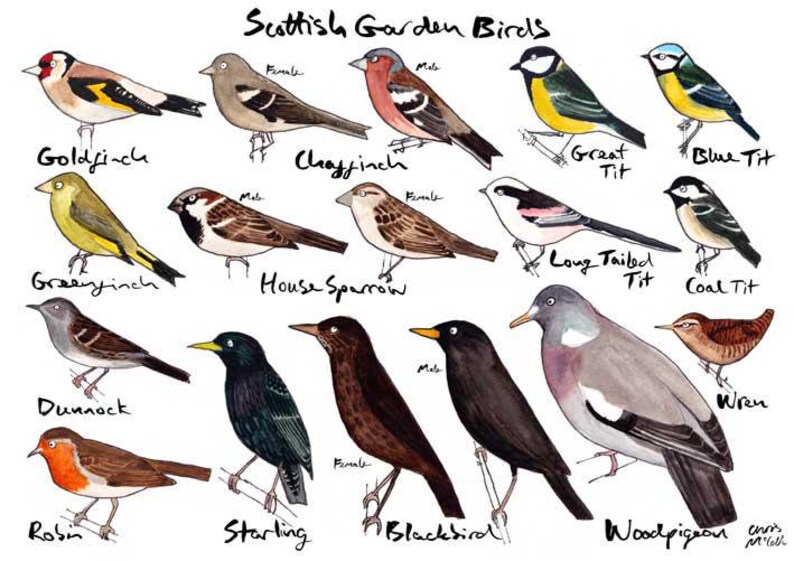 Scottish Garden Birds Print/cards - Etsy
