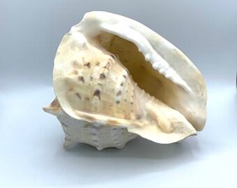 Large Conch Shell - Etsy