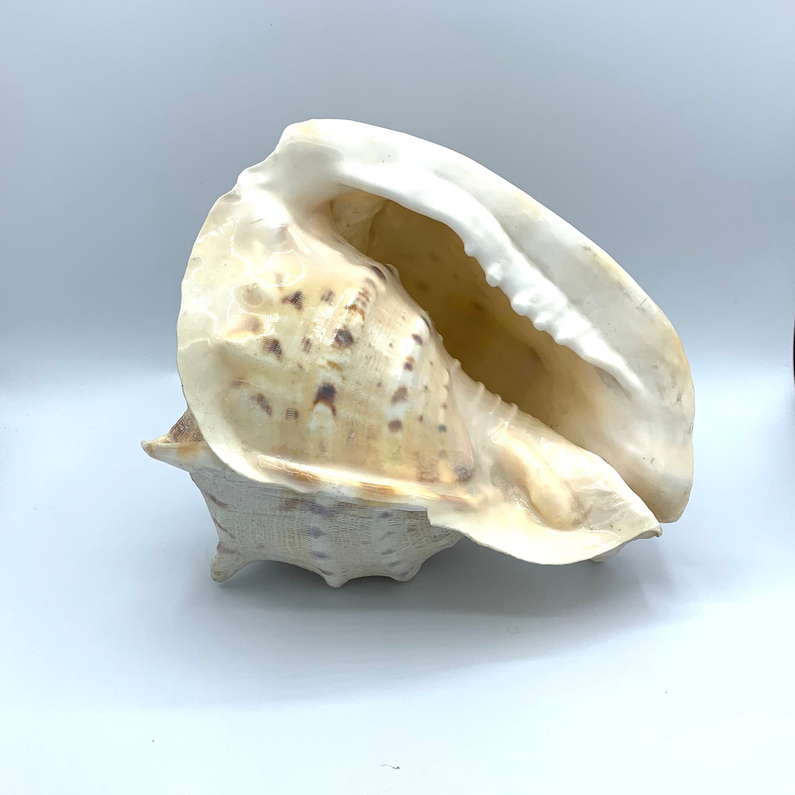 Large Queen Helmet Shell Striped Conch Seashell 10 Inches 254 - Etsy