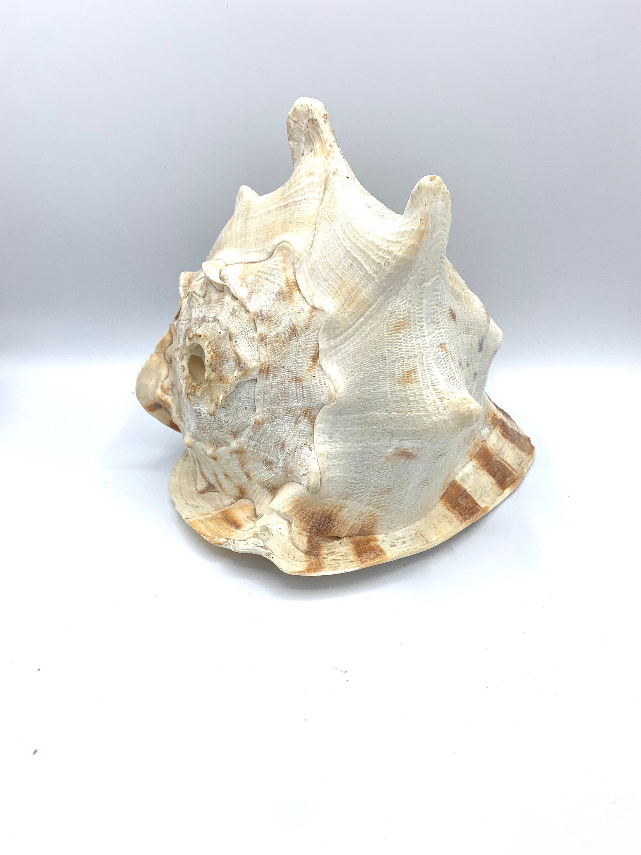 Large Queen Helmet Shell Striped Conch Seashell 10 Inches 254 - Etsy