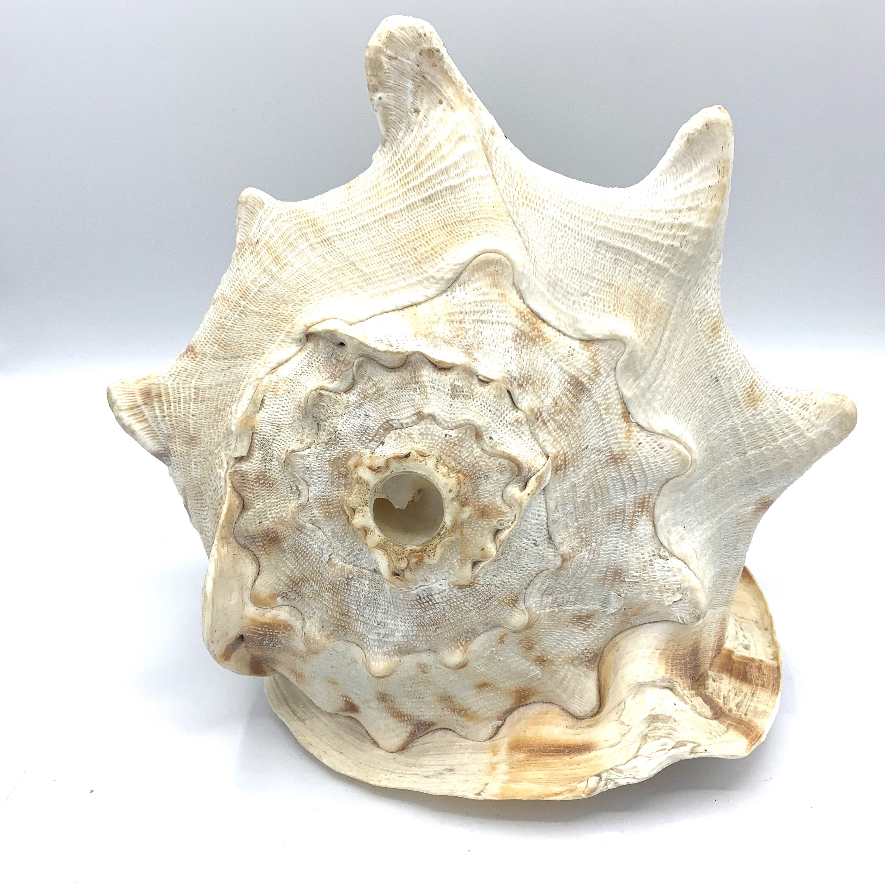 Large Queen Helmet Shell Striped Conch Seashell 10 Inches 254 - Etsy