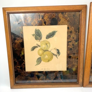 Antique Apple Botanical Prints Yellow Elliot Bennett Framed Matted - Etsy