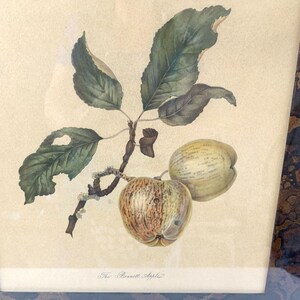 Antique Apple Botanical Prints Yellow Elliot Bennett Framed Matted - Etsy