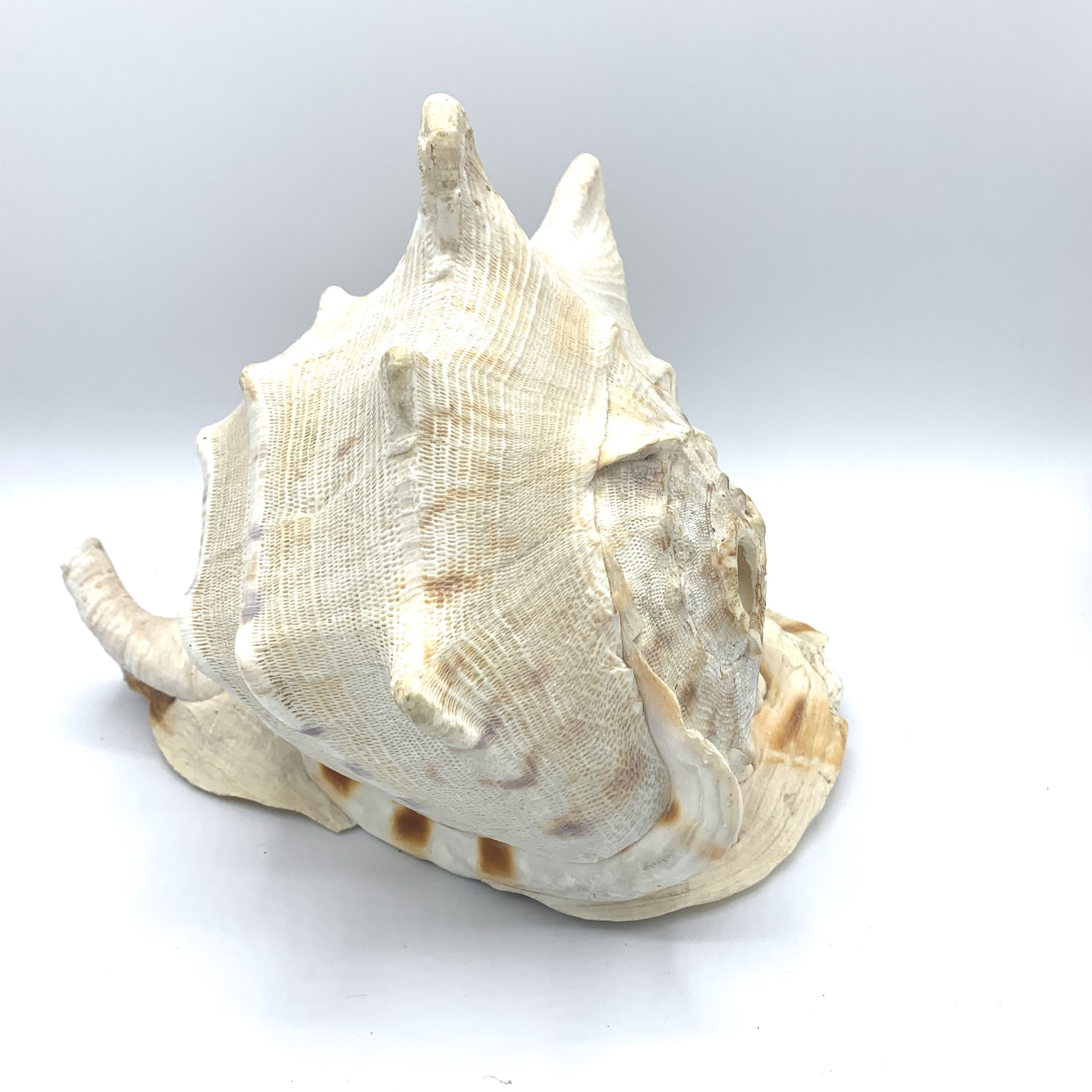 Large Queen Helmet Shell Striped Conch Seashell 10 Inches 254 - Etsy