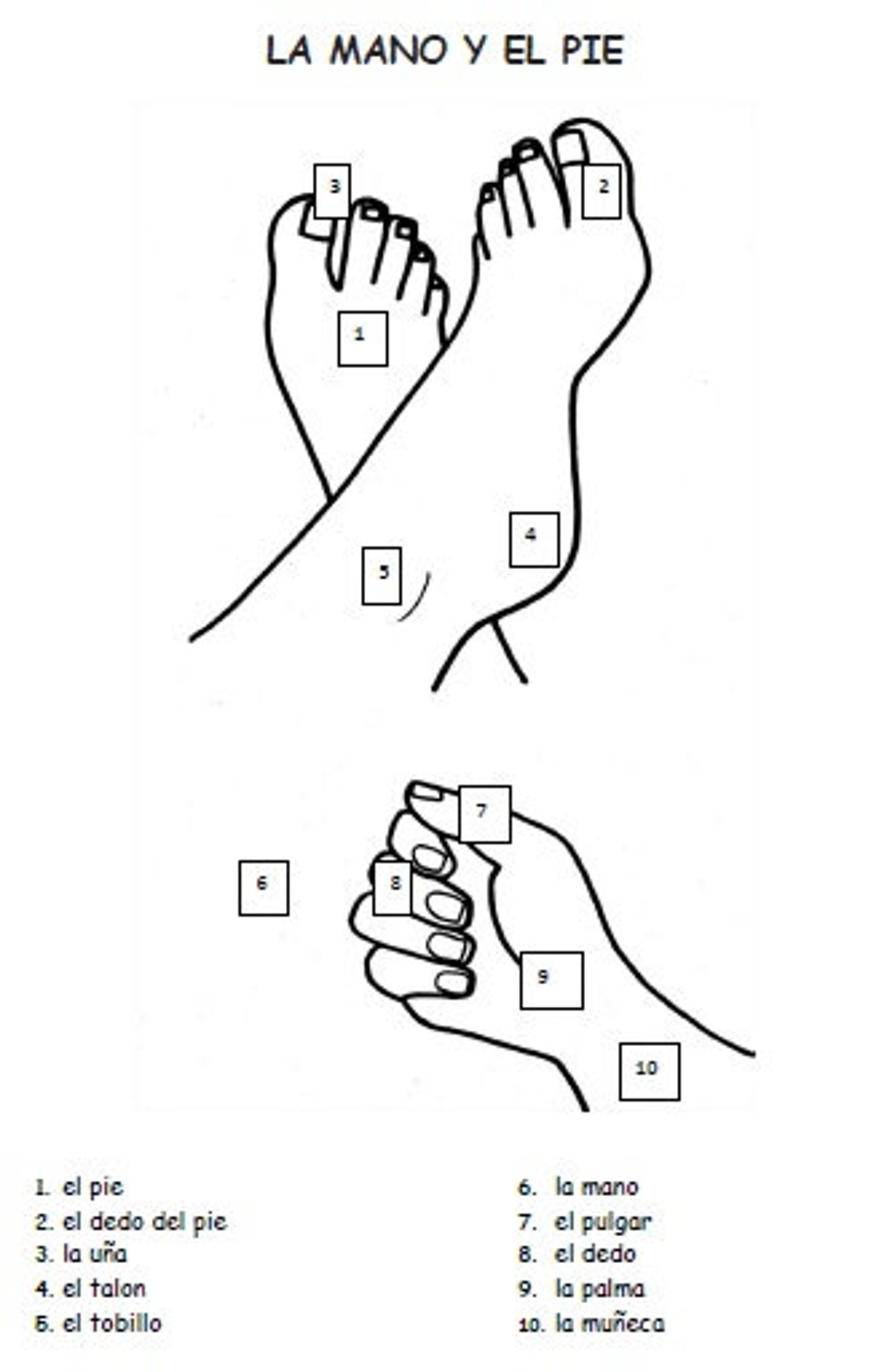 Printable Spanish Picture Dictionary / Coloring Book for Beginners - Etsy