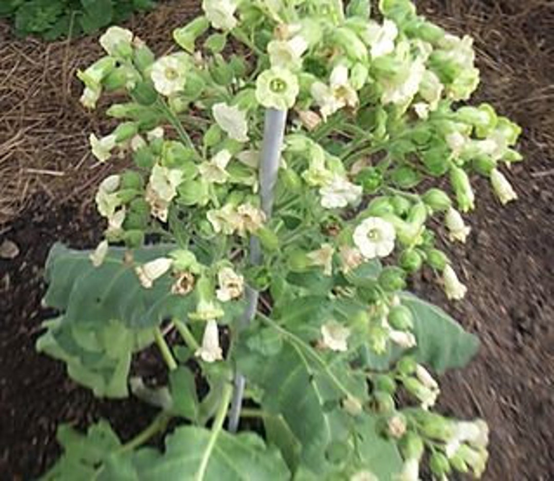 Hopi Tobacco - Etsy