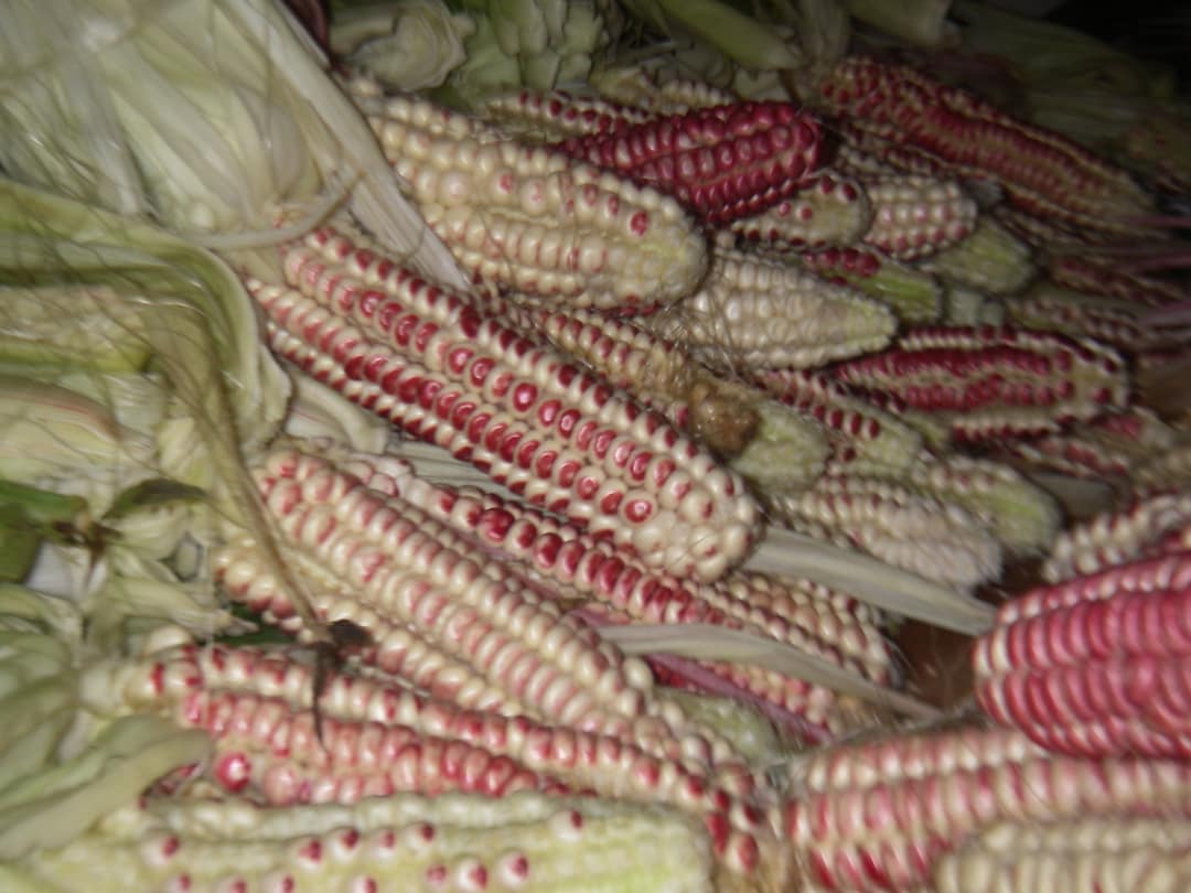Abenaki Rose- Flint/flour Corn - Etsy