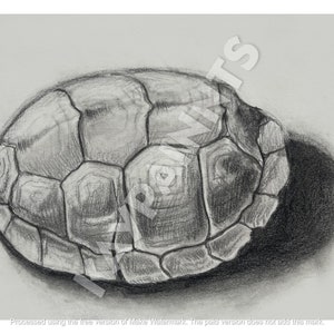 Turtle Shell Drawing Art Print - Etsy
