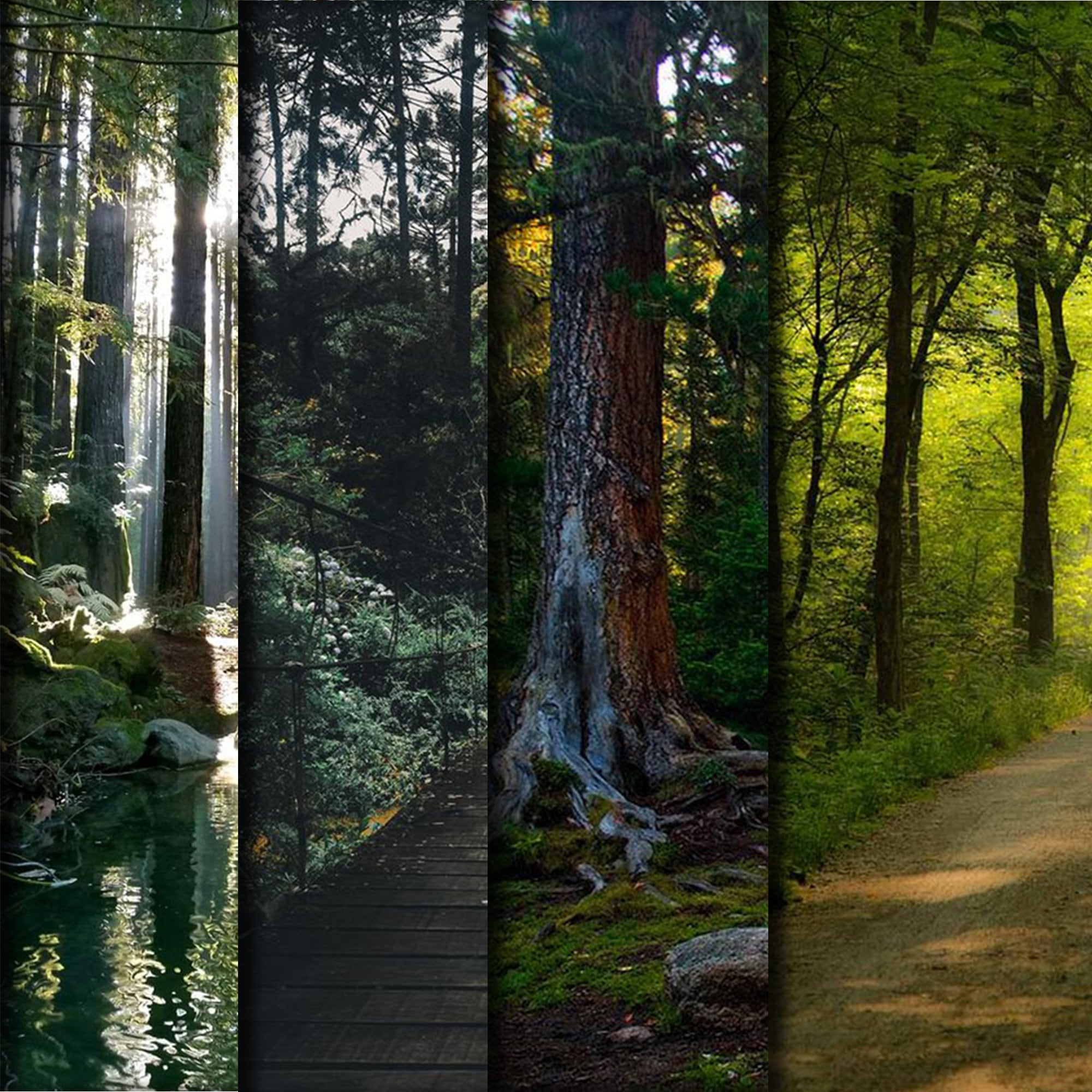 Forest Paper-tree Wallpaper-floor Paper-scrapbooking Craft - Etsy