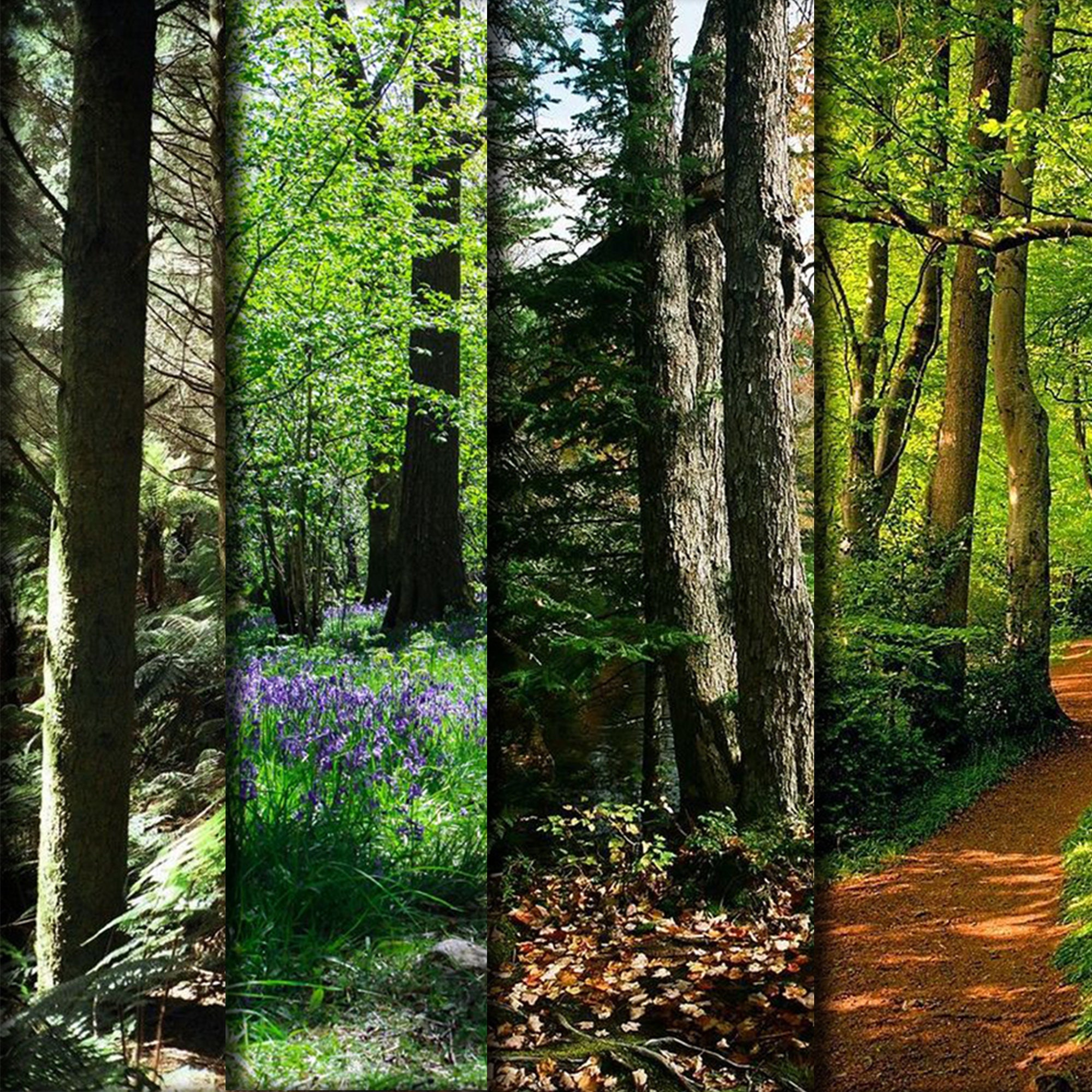 Forest Paper-tree Wallpaper-floor Paper-scrapbooking Craft - Etsy