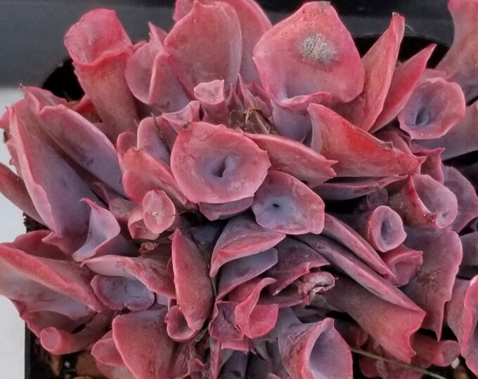 Echeveria Pinky Trumpet Rare Korean Succulent - Etsy