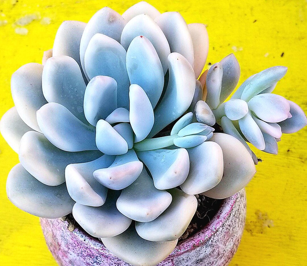 4 Graptoveria Opalina Variegated Rare Korean Succulent - Etsy
