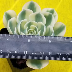 Echeveria Lenore Dean Variegated Rare Korean Succulent - Etsy
