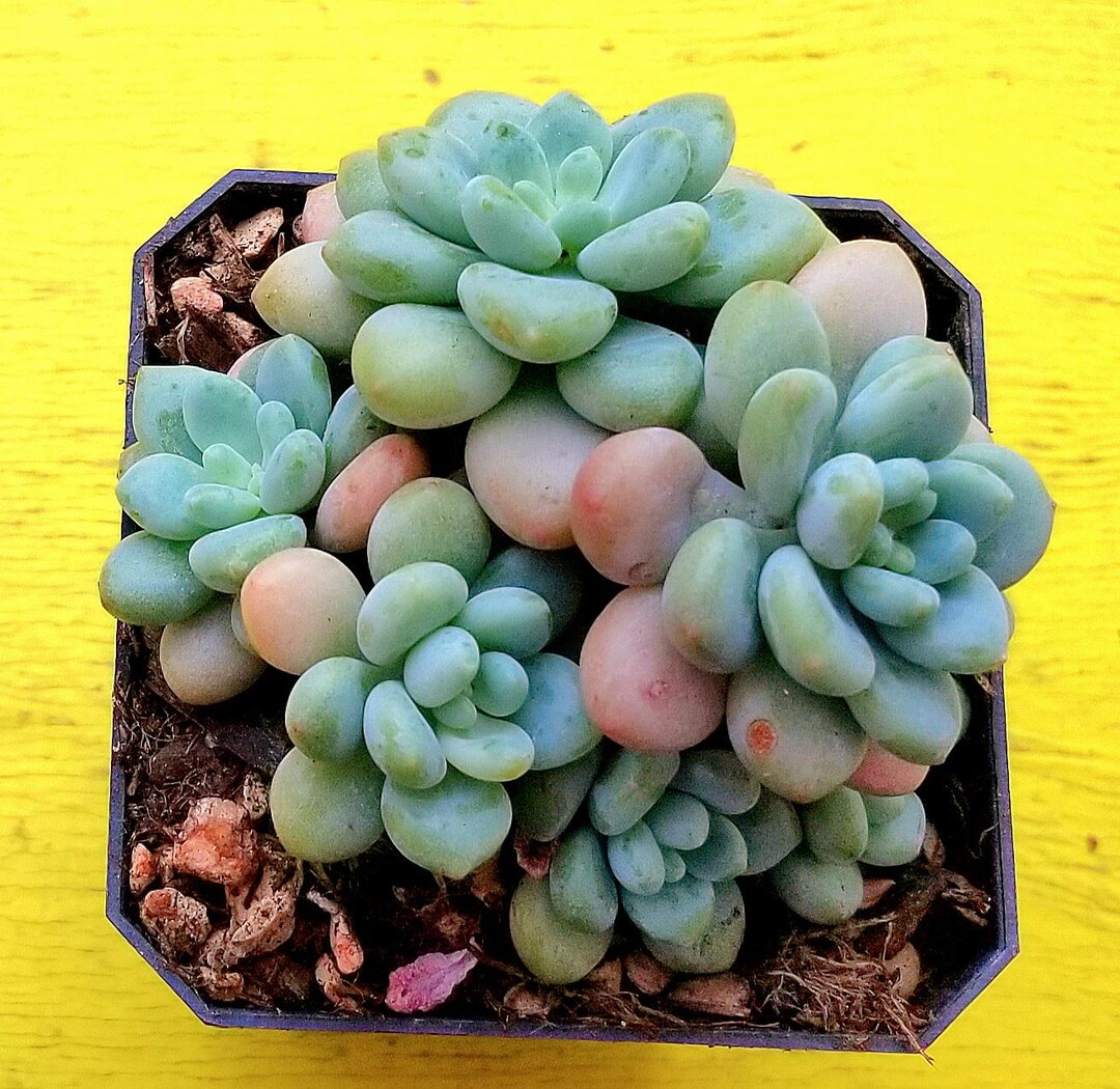 3"echeveria Caviar Rare Korean Succulent - Etsy