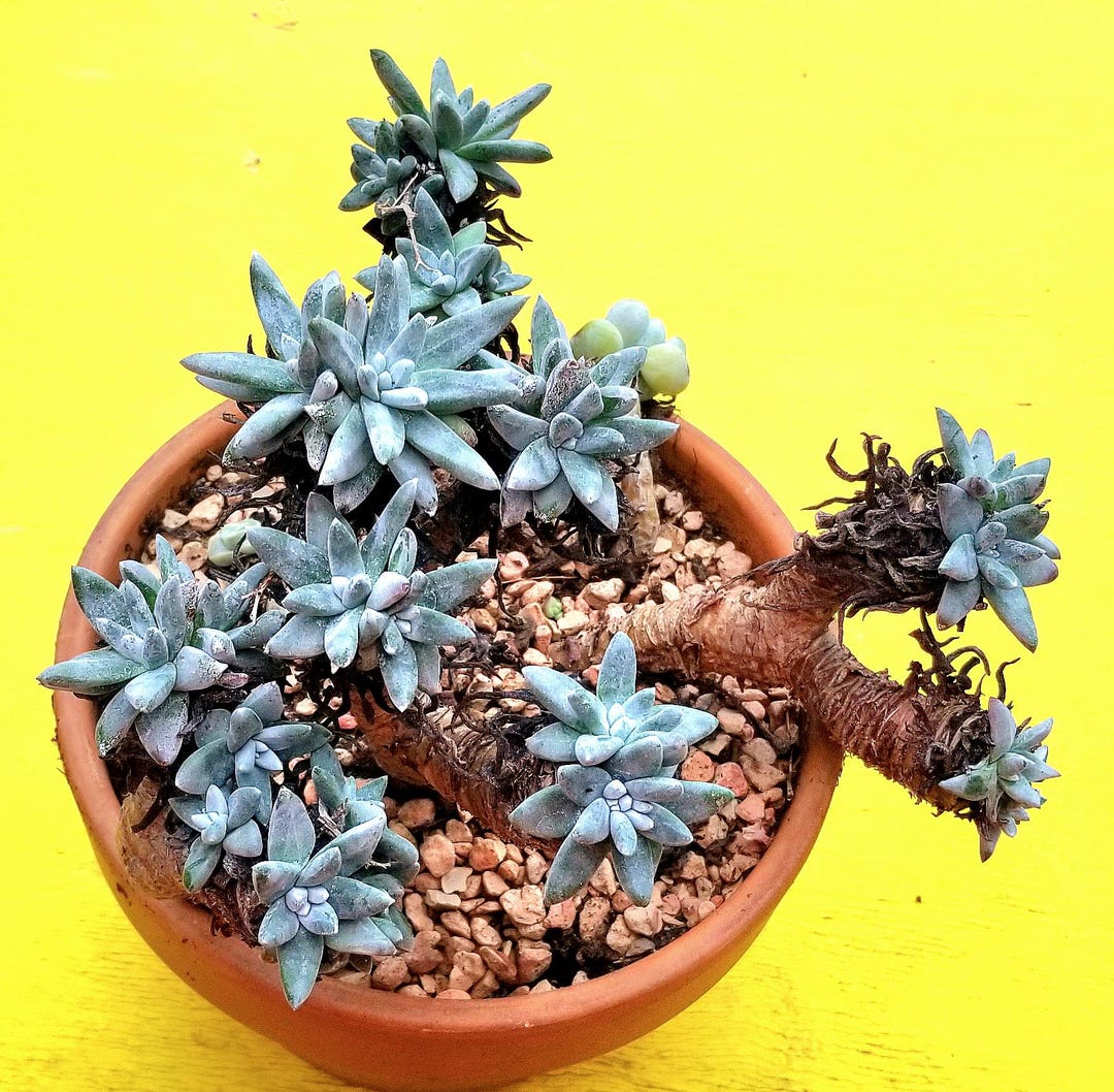 6-7"dudleya Snowflake Rare Korean Succulent - Etsy