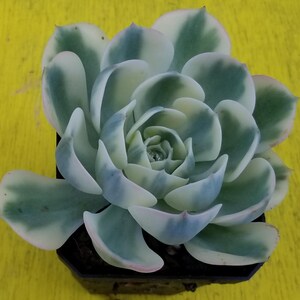 Echeveria Lenore Dean Variegated Rare Korean Succulent - Etsy
