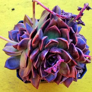 4,5"echeveria Pushke Rare Korean Succulent - Etsy