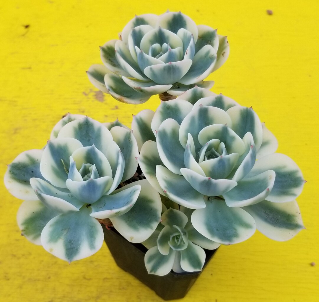 Echeveria Lenore Dean Variegated Rare Korean Succulent - Etsy