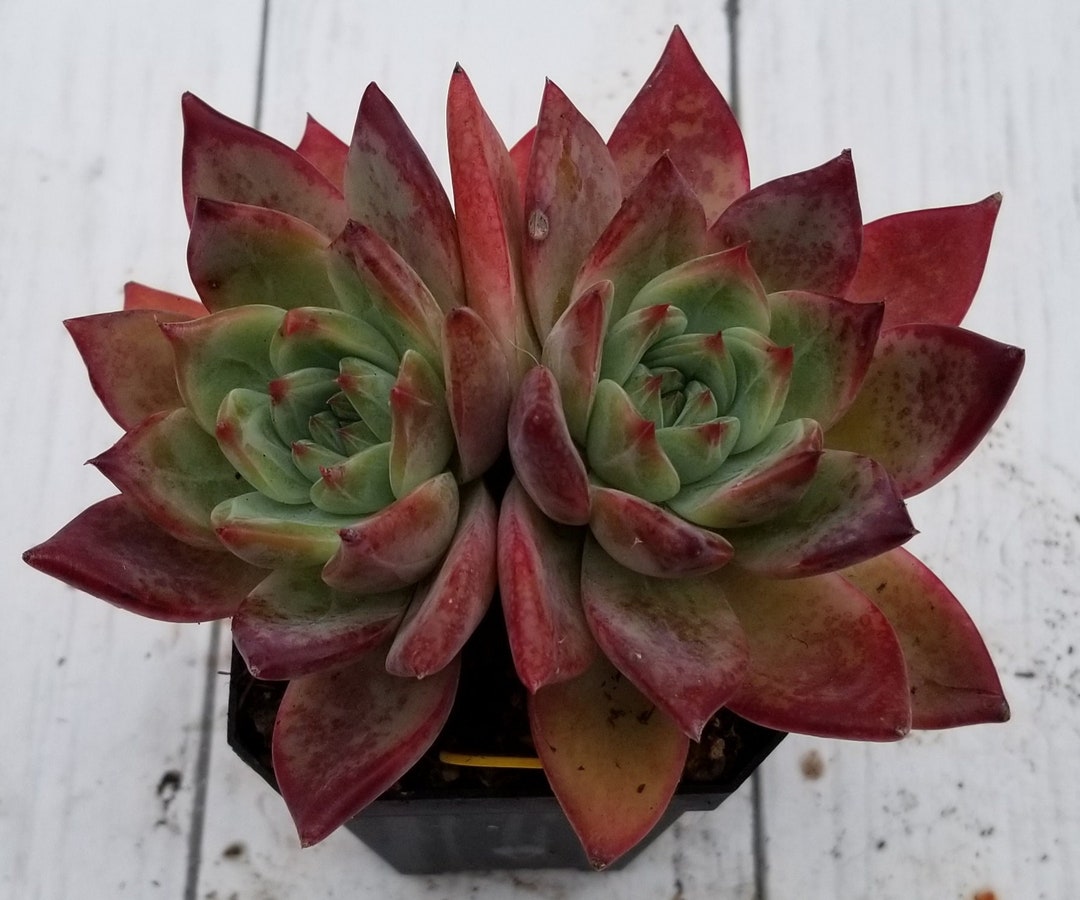 Echeveria Ratam Rare Korean Succulent - Etsy