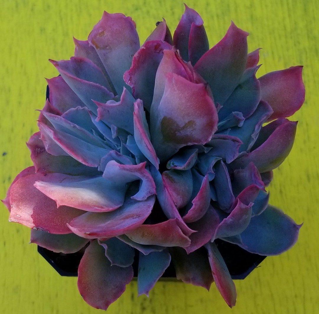 Echeveria Pinky Trumpet Rare Korean Succulent - Etsy