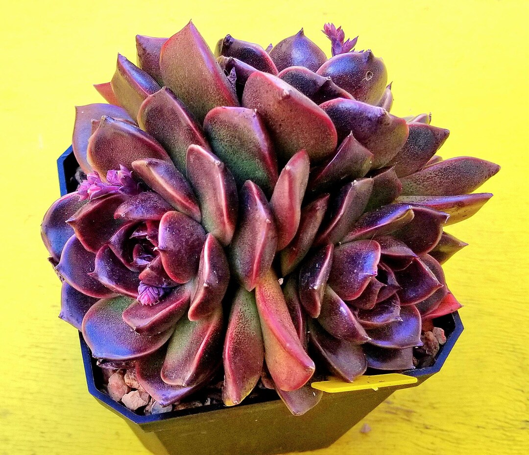 4"echeveria Pushke Rare Korean Succulent - Etsy