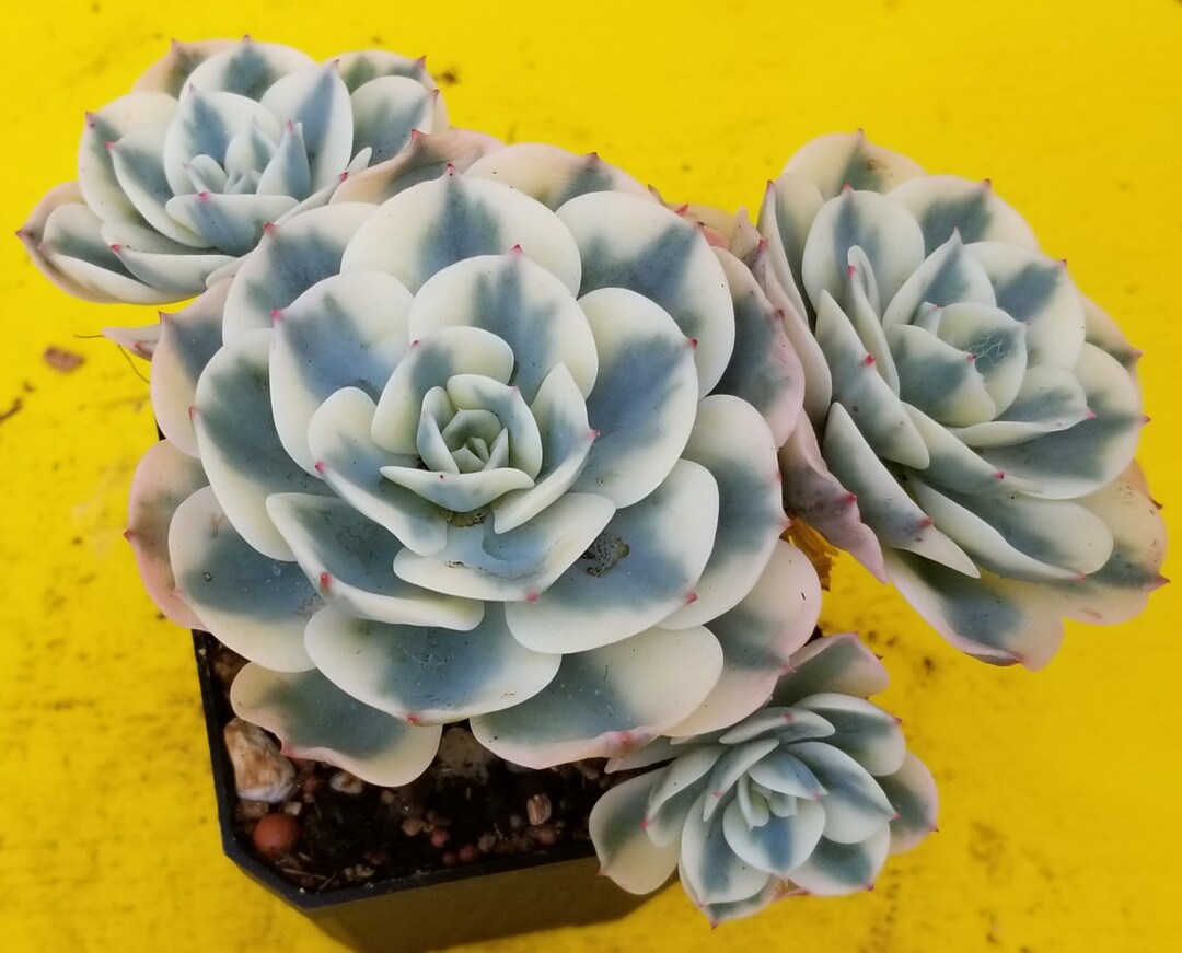 Echeveria Lenore Dean Variegated Rare Korean Succulent - Etsy