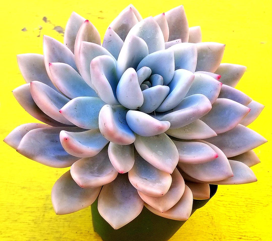 5,5"graptoveria Opalina Variegated Rare Korean Succulent - Etsy