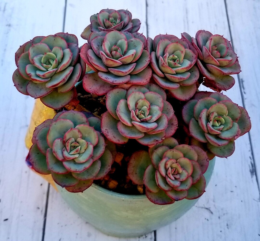 Echeveria Atlantis Rare Korean Succulent - Etsy