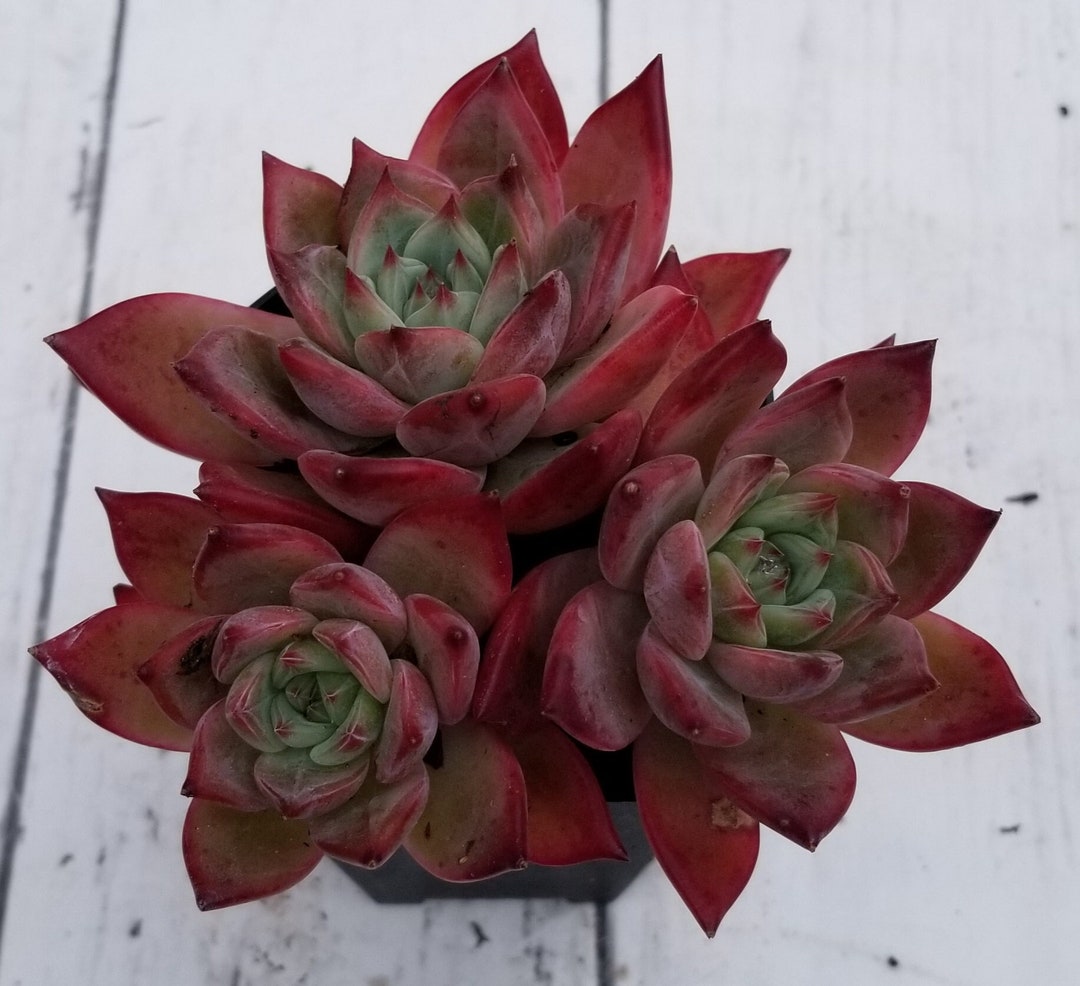 Echeveria Ratam Rare Korean Succulent - Etsy