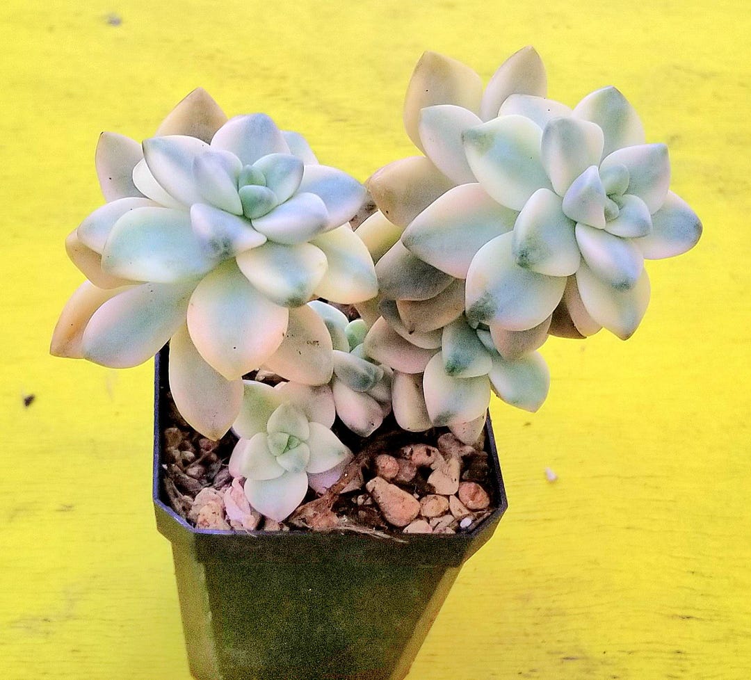 5"graptoveria Titubans Variegated Rare Korean Succulent - Etsy