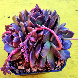 4,5"echeveria Pushke Rare Korean Succulent - Etsy