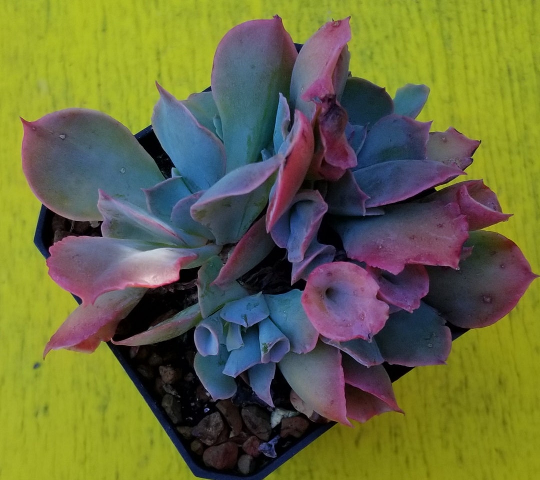 Echeveria Pinky Trumpet Rare Korean Succulent - Etsy
