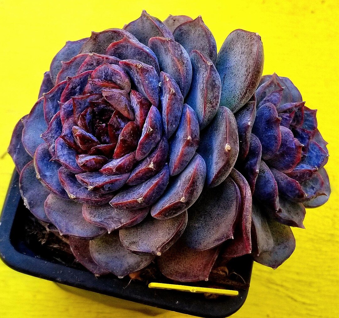 4"echeveria Purple Oranda Rare Korean Succulent - Etsy